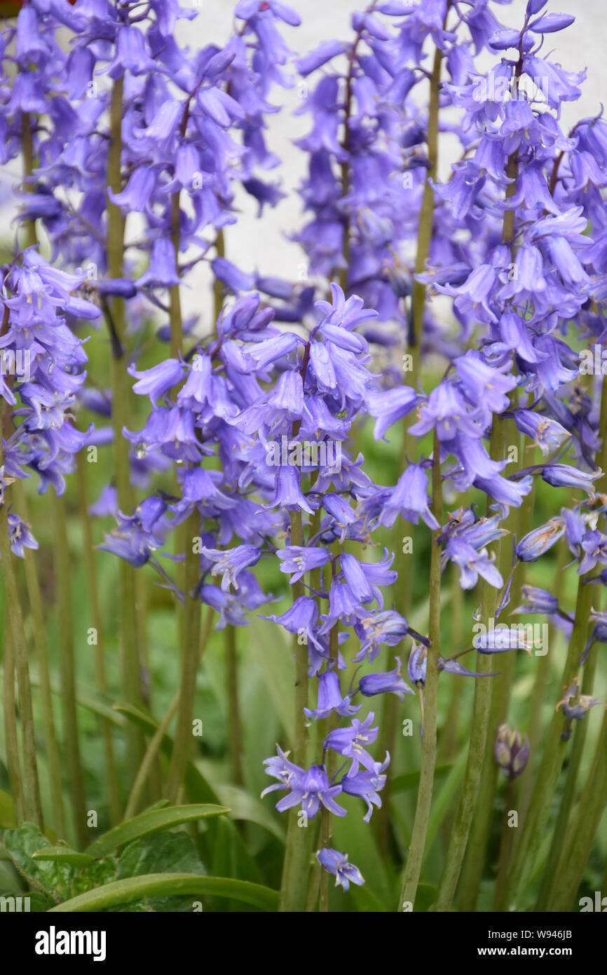 Beautiful flowering common bluebell flowers in the springtime Stock ...
