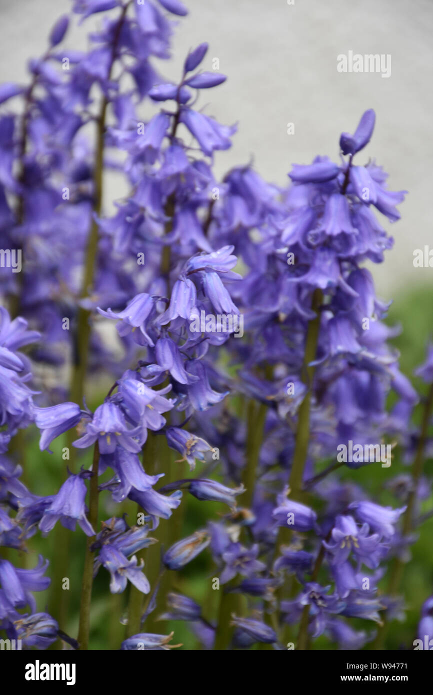 Early spring with common bluebells flowering and blooming Stock Photo ...