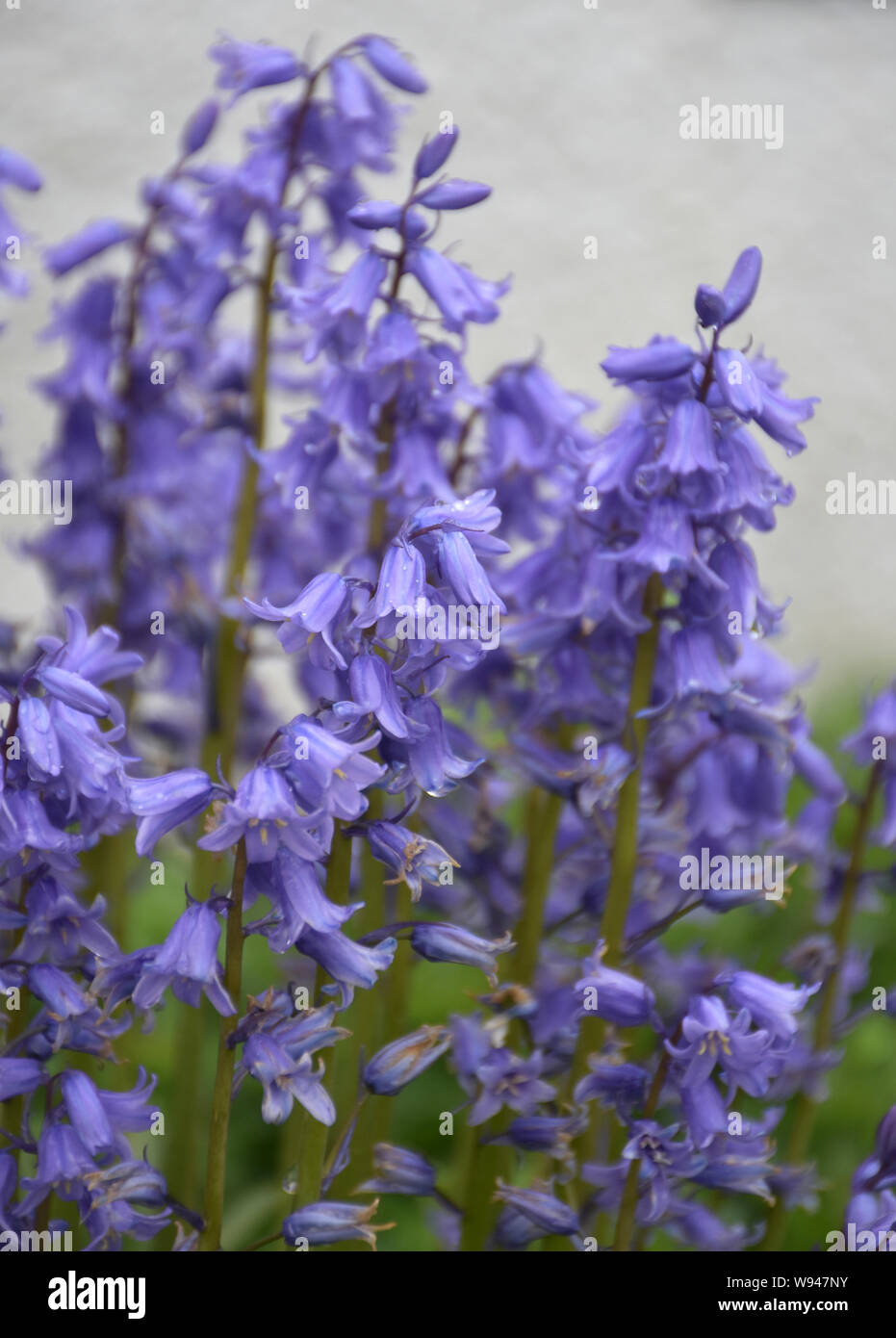 Spring with common bluebell flowers blooming in a garden Stock Photo ...
