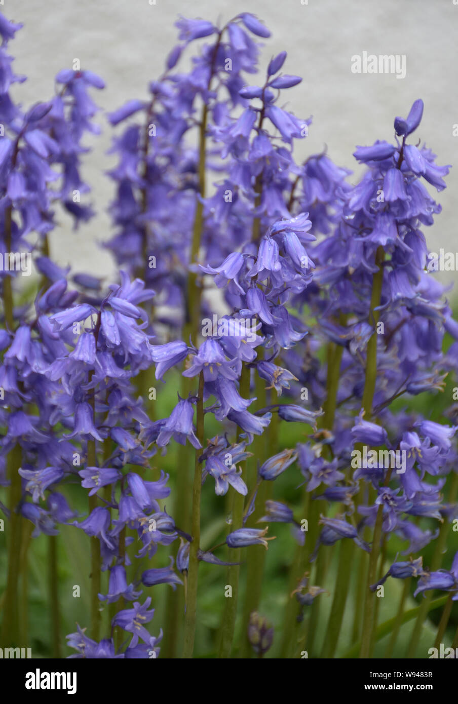 Pretty English garden with wild bluebell flowers in bloom Stock Photo ...