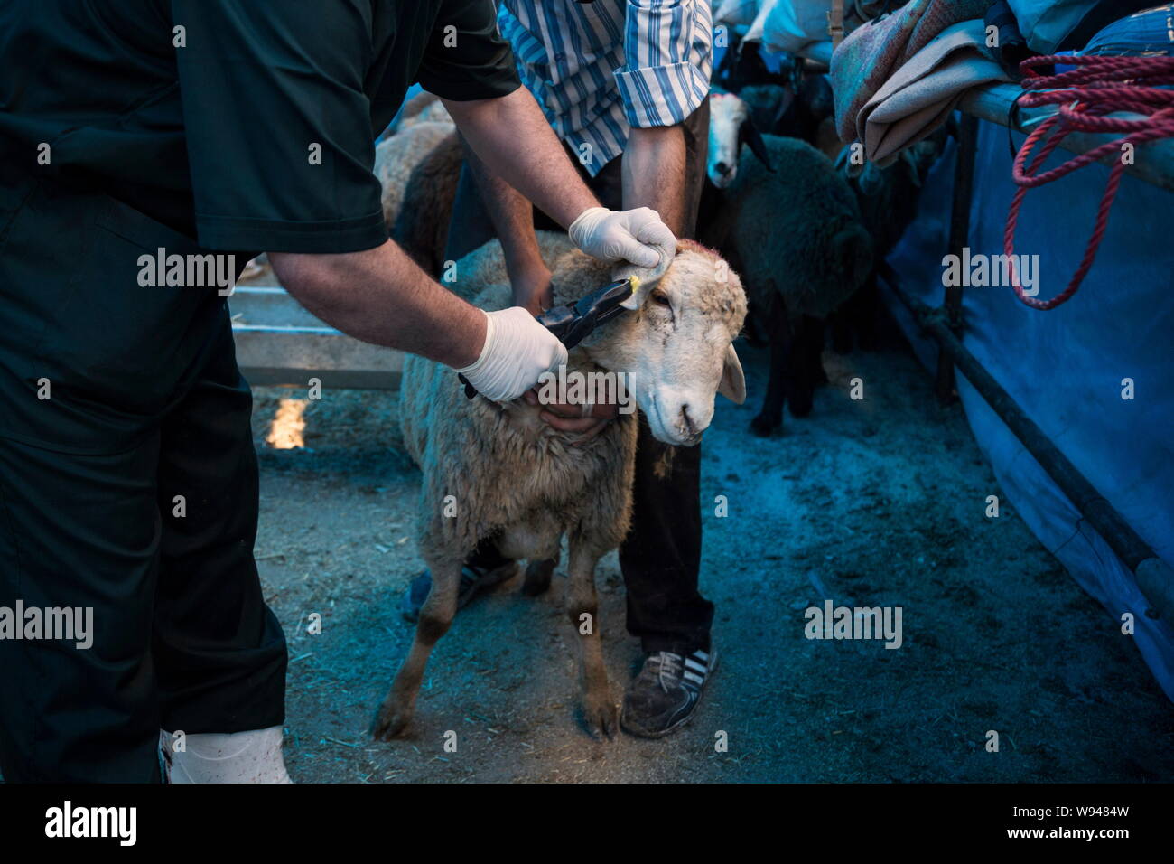 Tehran, Iran. 12th Aug, 2019. Iranian Muslims buy sheep at a market in ...