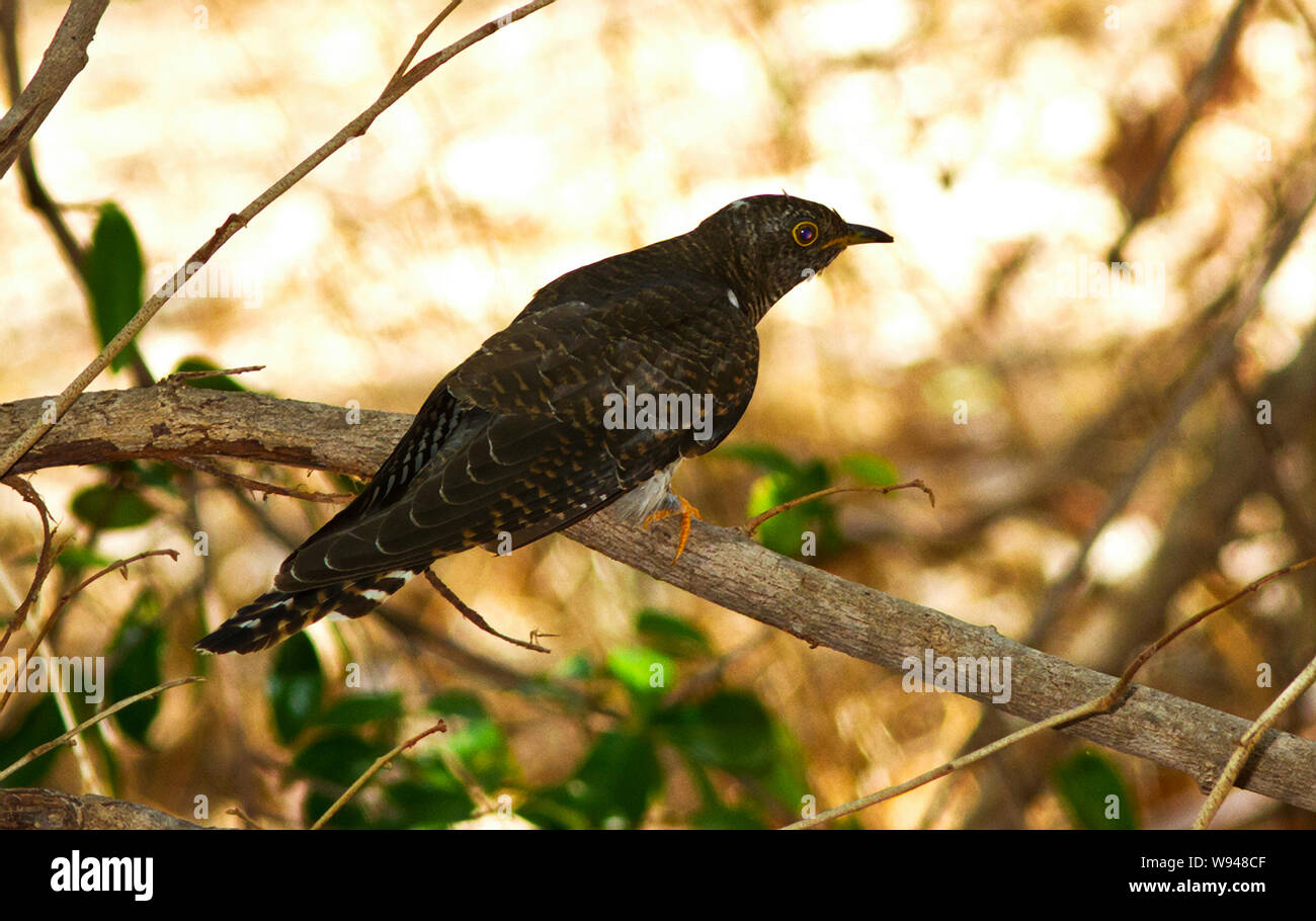 Never very common the African Cuckoo is quiter than most in the family ...