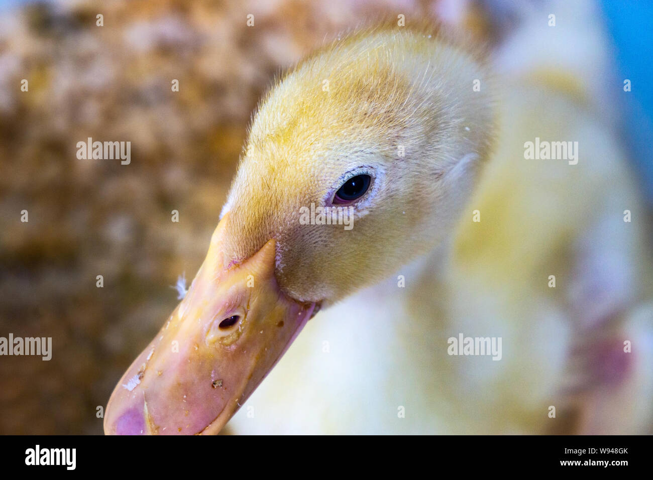 Closeup of duckling face Stock Photo - Alamy