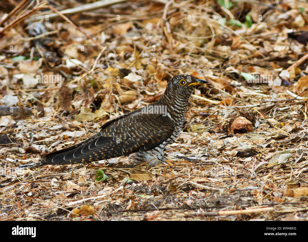 Never very common the African Cuckoo is quiter than most in the family ...