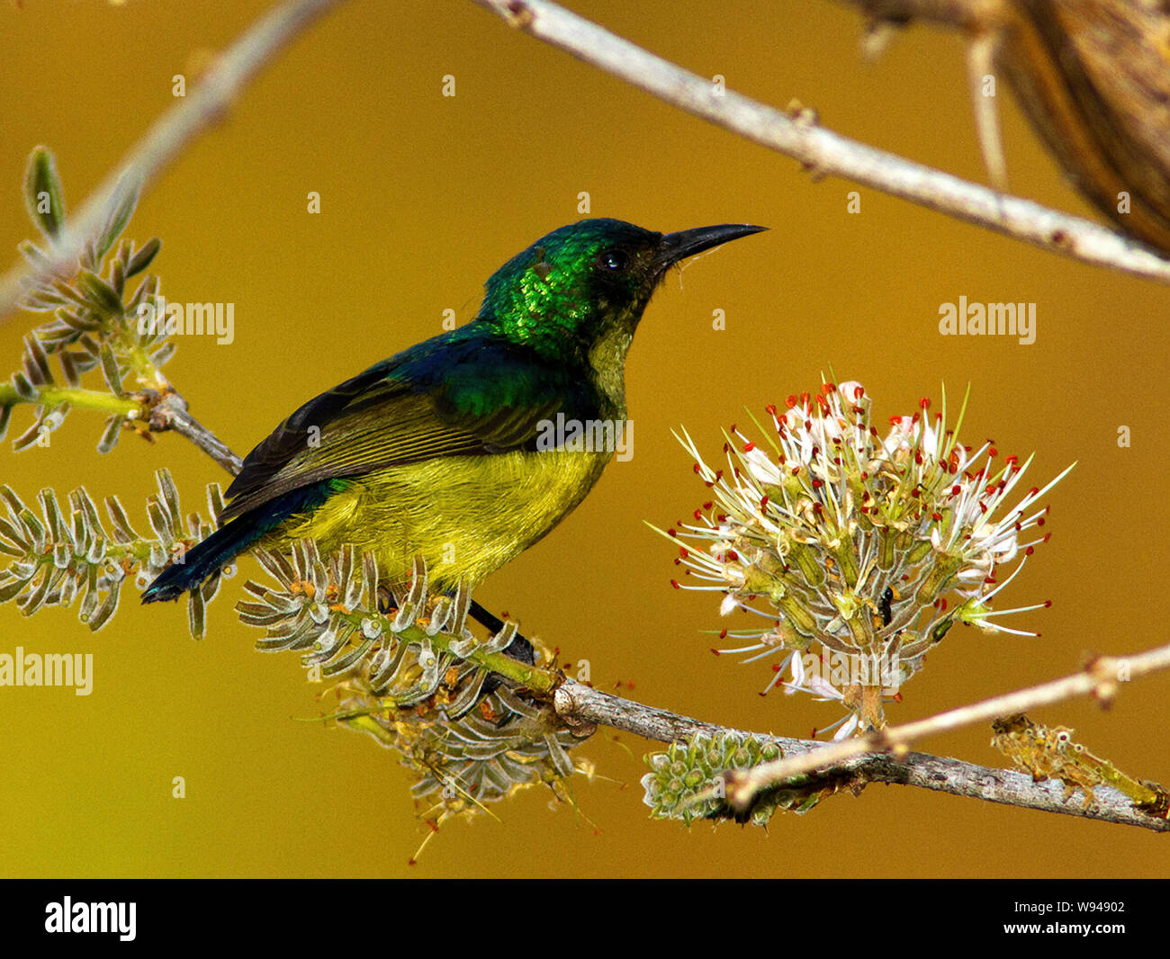 A small and often overlooked member of the sunbirdird family despite ...