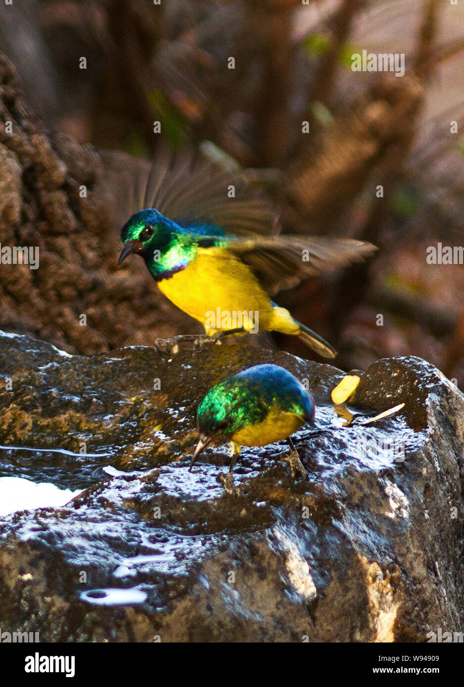 A small and often overlooked member of the sunbird family despite its ...