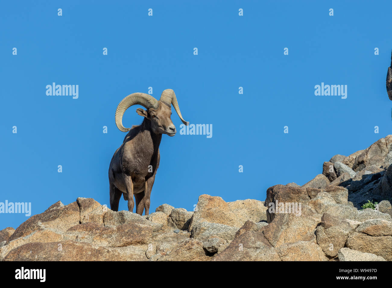 Desert Bighorn Sheep Ram Stock Photo - Alamy