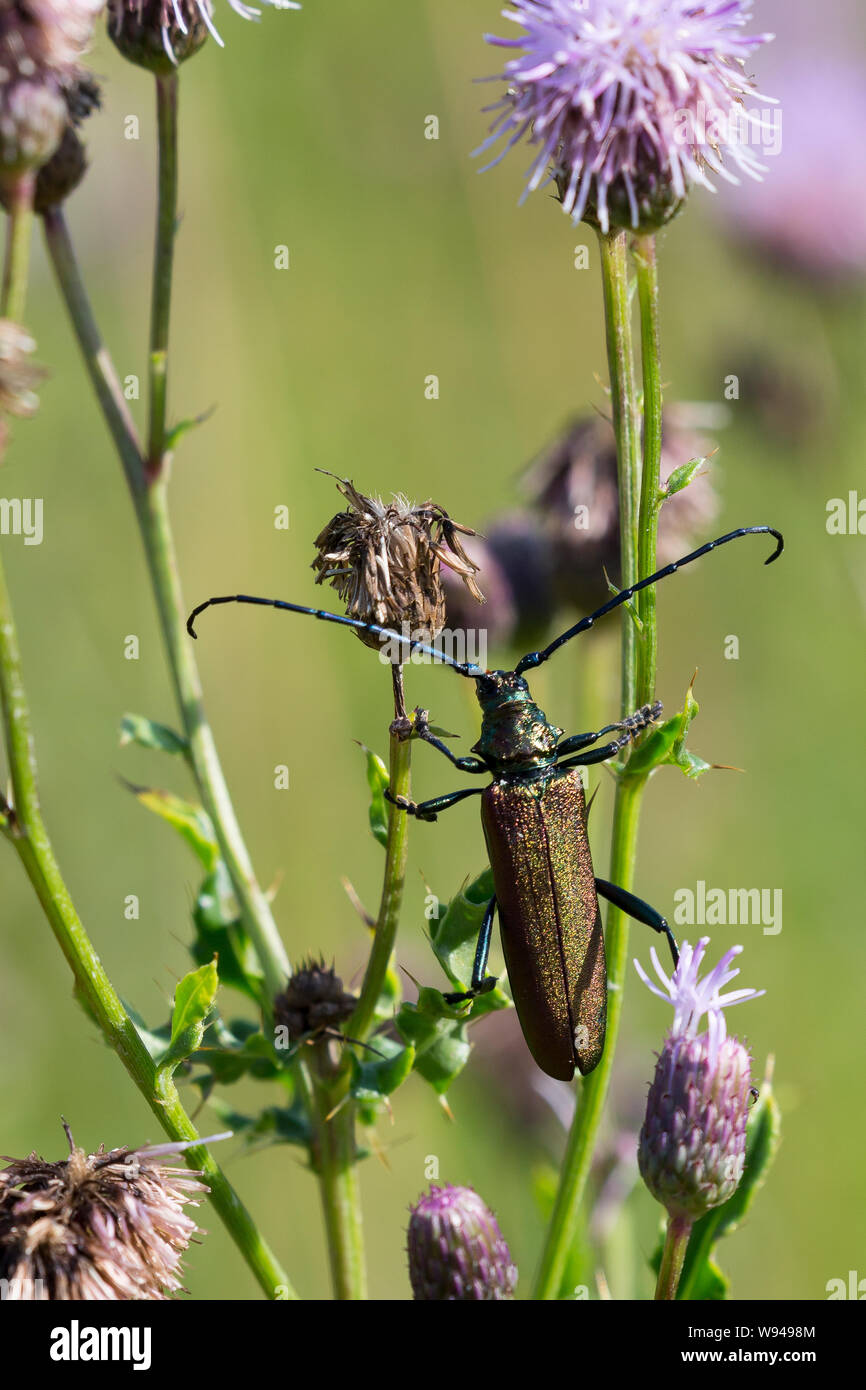 Moschusbock, Moschus-Bock, Moschusbockkäfer, Moschus-Bockkäfer, Aromia ...