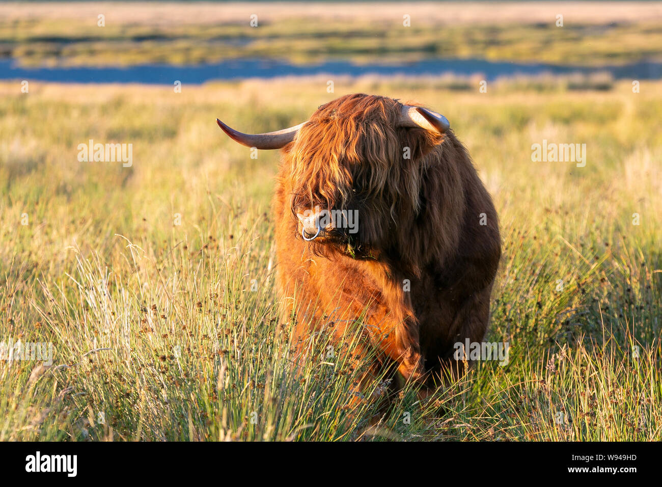 Highland cattle cow fluffy furry hair face bull livestock animal horns ...