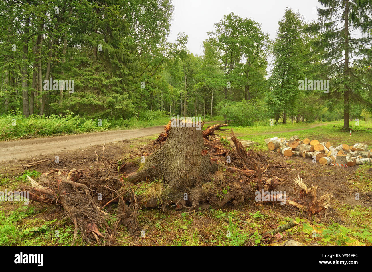 We see untouched nature and a rotten tree stump in the woods Stock ...