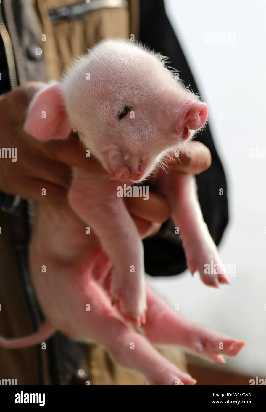 A villager holds the piglet with three eyes, two noses and two mouths ...