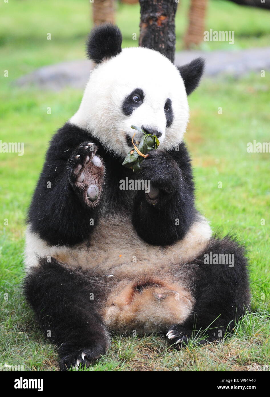 A giant panda eats rice dumplings for the Duanwu Festival at a park in ...