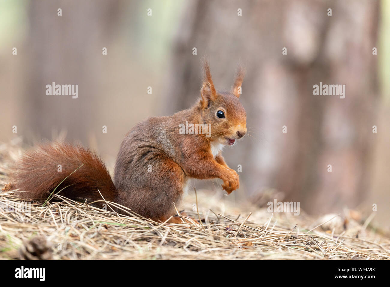 red squirrel native mammal rodent animal cute furry sciurus vulgaris ...