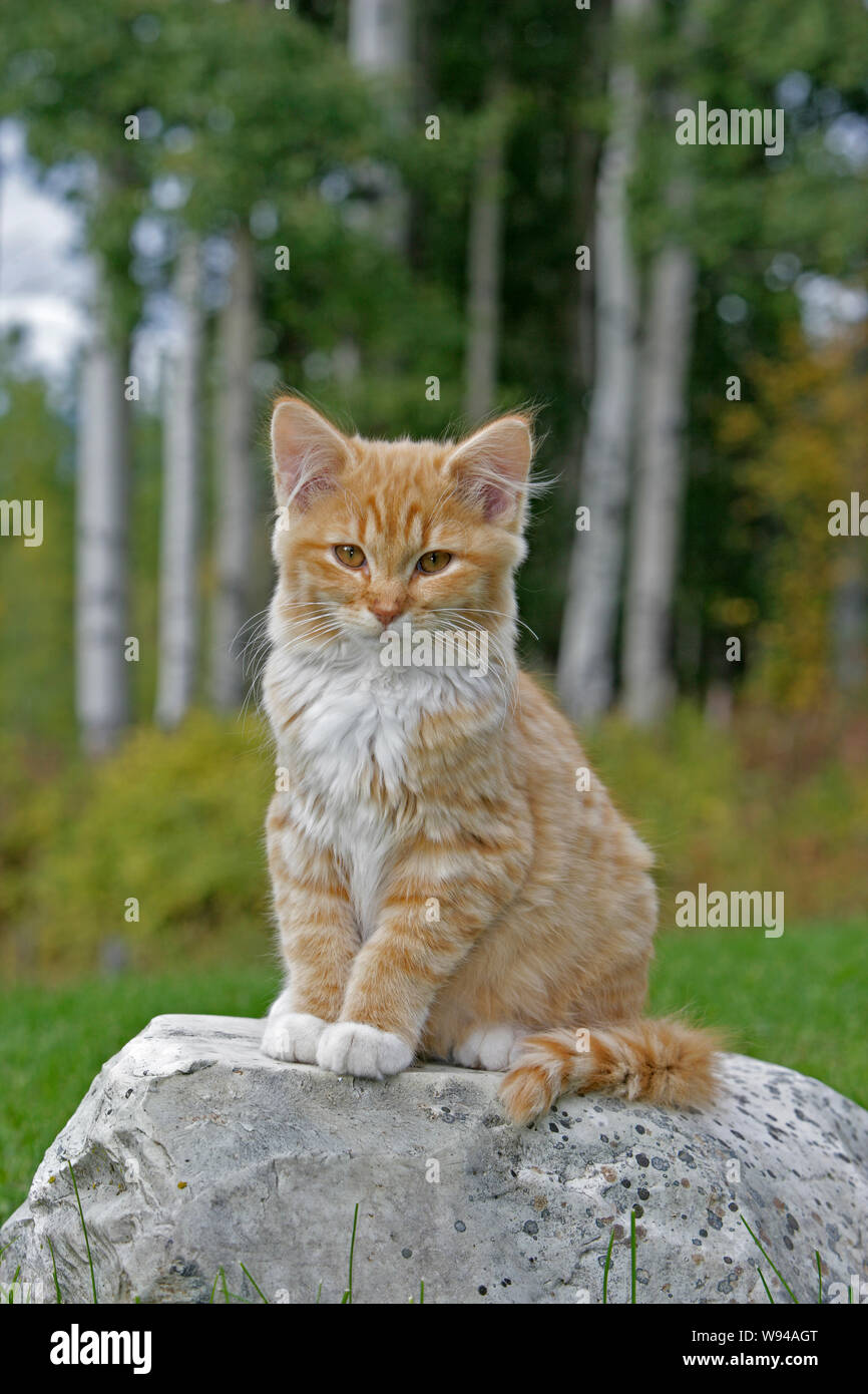 Adorable ginger tabby Kitten sitting on rock in backyard, watching ...