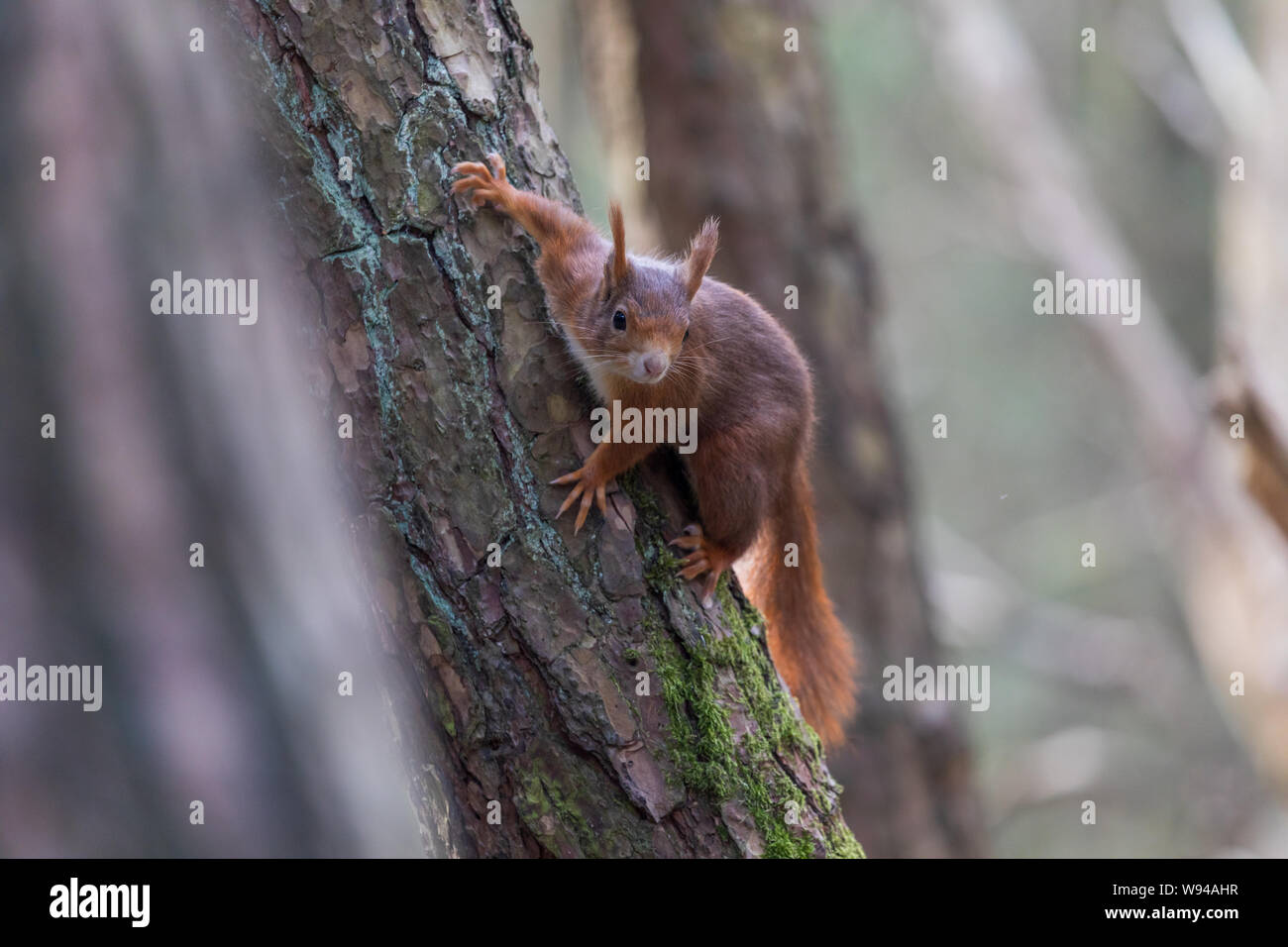 red squirrel native mammal rodent animal cute furry sciurus vulgaris ...