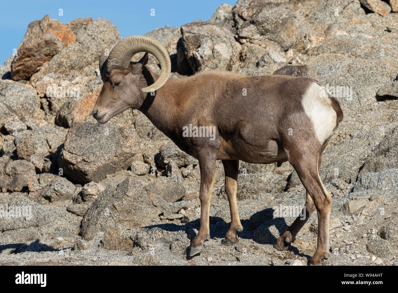 Desert Bighorn Sheep Ram Stock Photo - Alamy