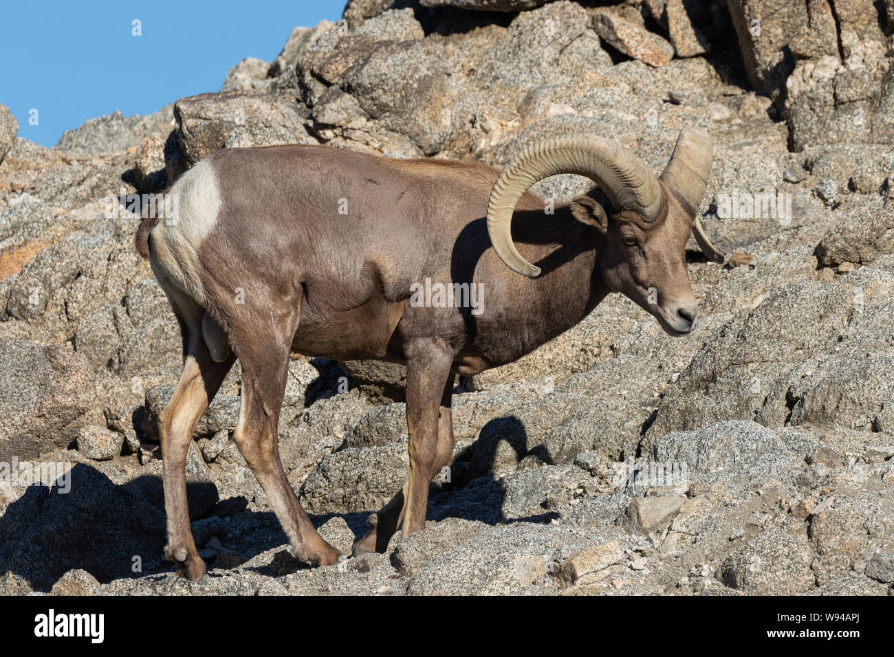 Desert Bighorn Sheep Ram Stock Photo - Alamy