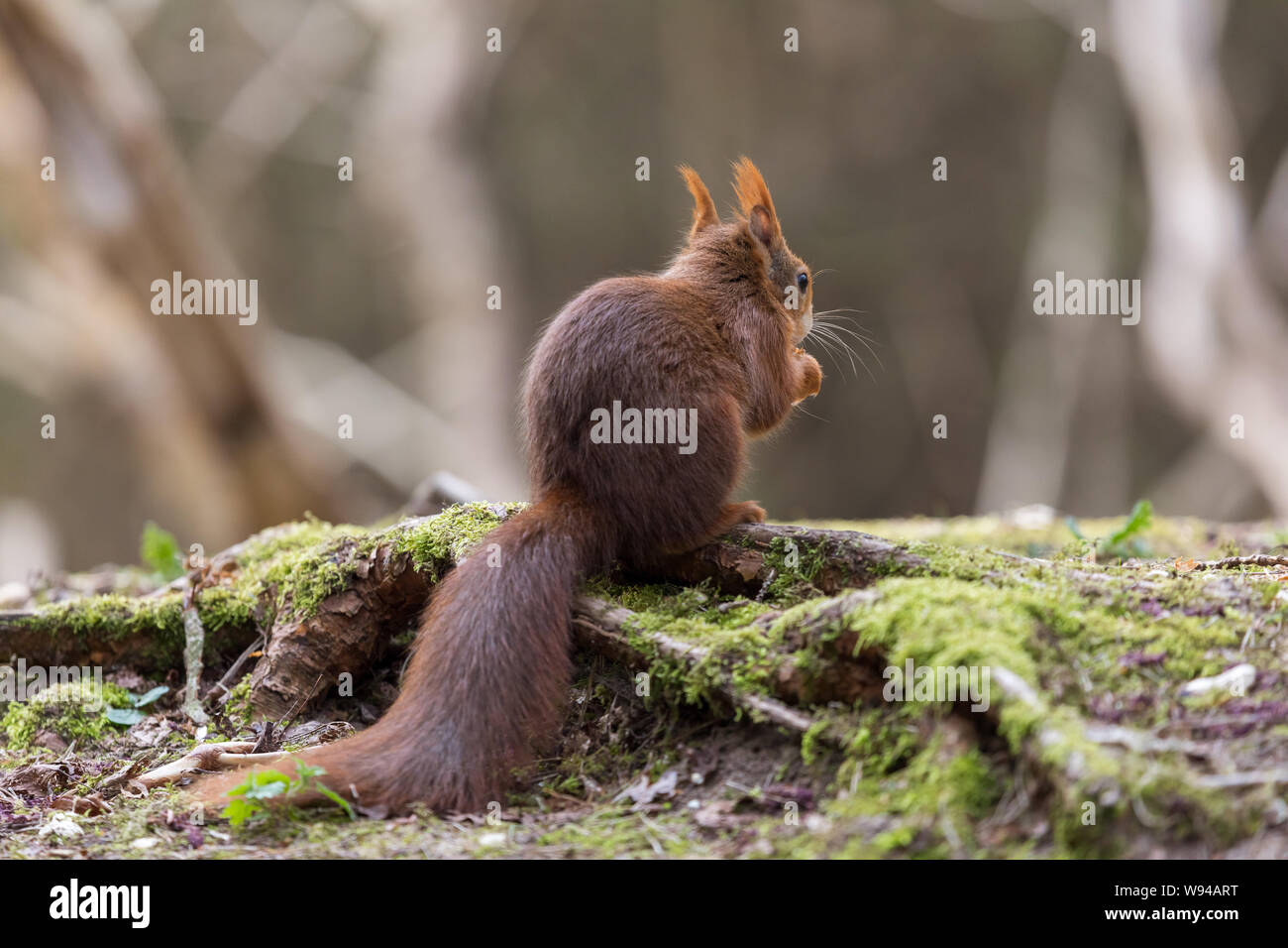 red squirrel native mammal rodent animal cute furry sciurus vulgaris ...