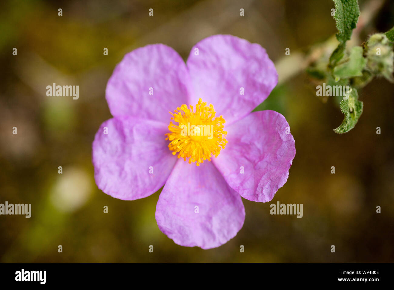 Wild purple flowers macro Cistus creticus cistaceae fifty megapixels ...