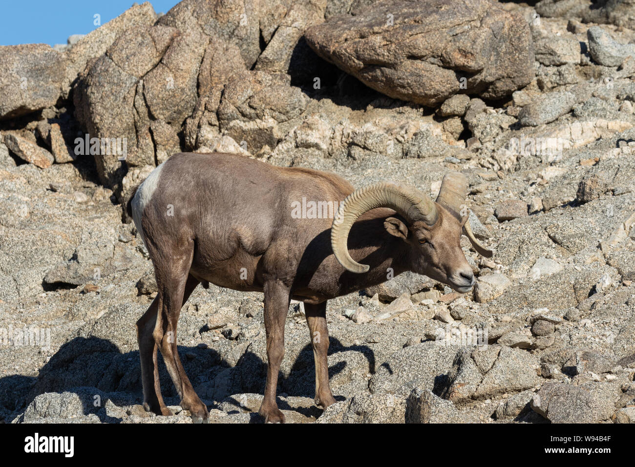 Desert Bighorn Sheep Ram Stock Photo - Alamy
