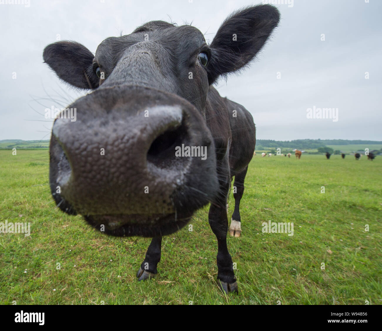 Cash Cows could herald a new industry. Credit: Colin Fisher/CDFIMAGES ...