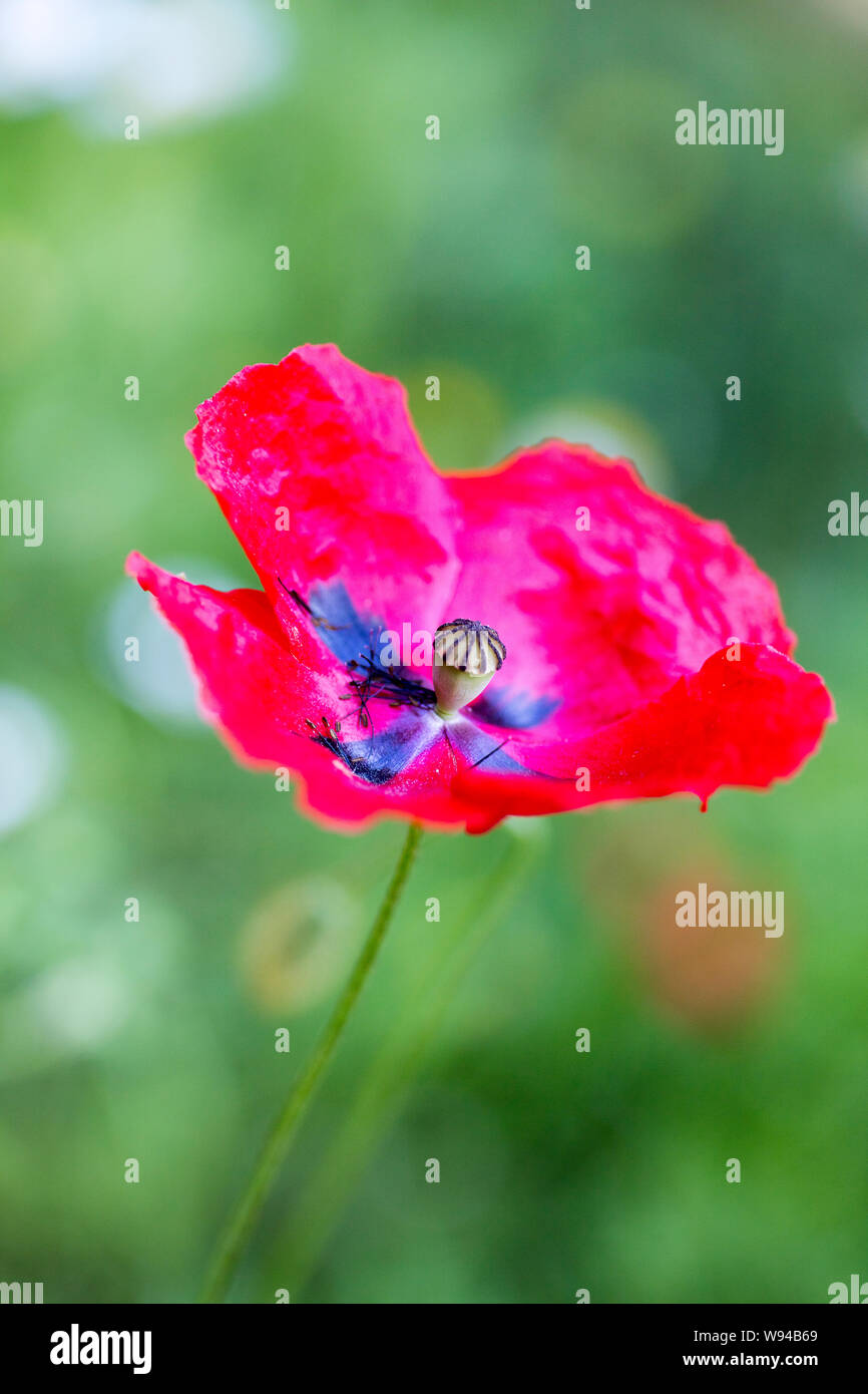 Wild red papaver rhoeas macro papaveraceae fifty megapixels printables ...