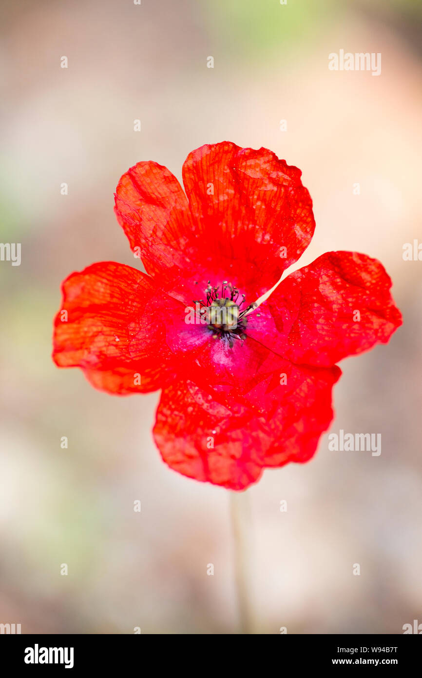 Wild red papaver rhoeas macro papaveraceae fifty megapixels printables ...