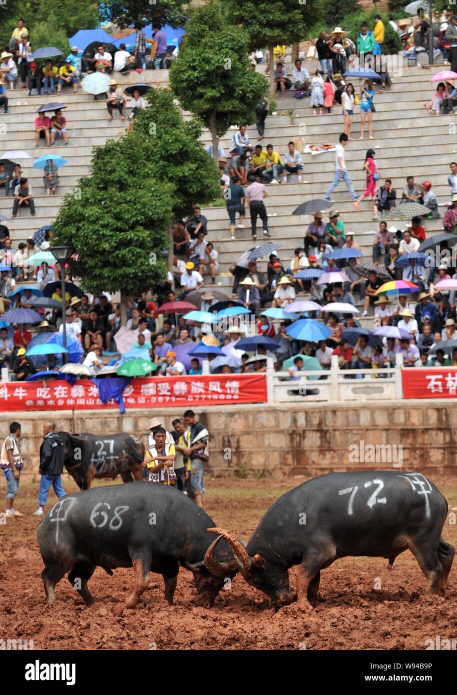 Two buffalos fight in a bullfight during the Torch Festival in Shilin ...