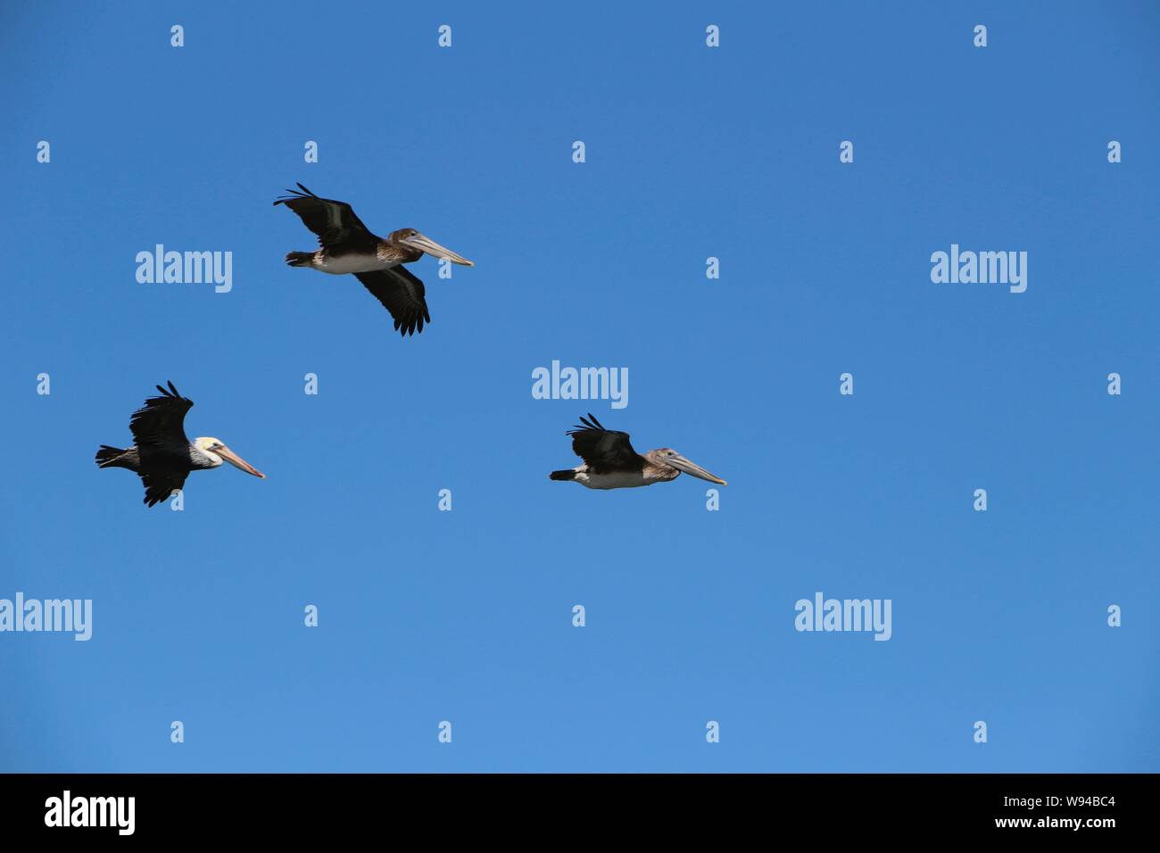 White pelicans in flight hi-res stock photography and images - Alamy