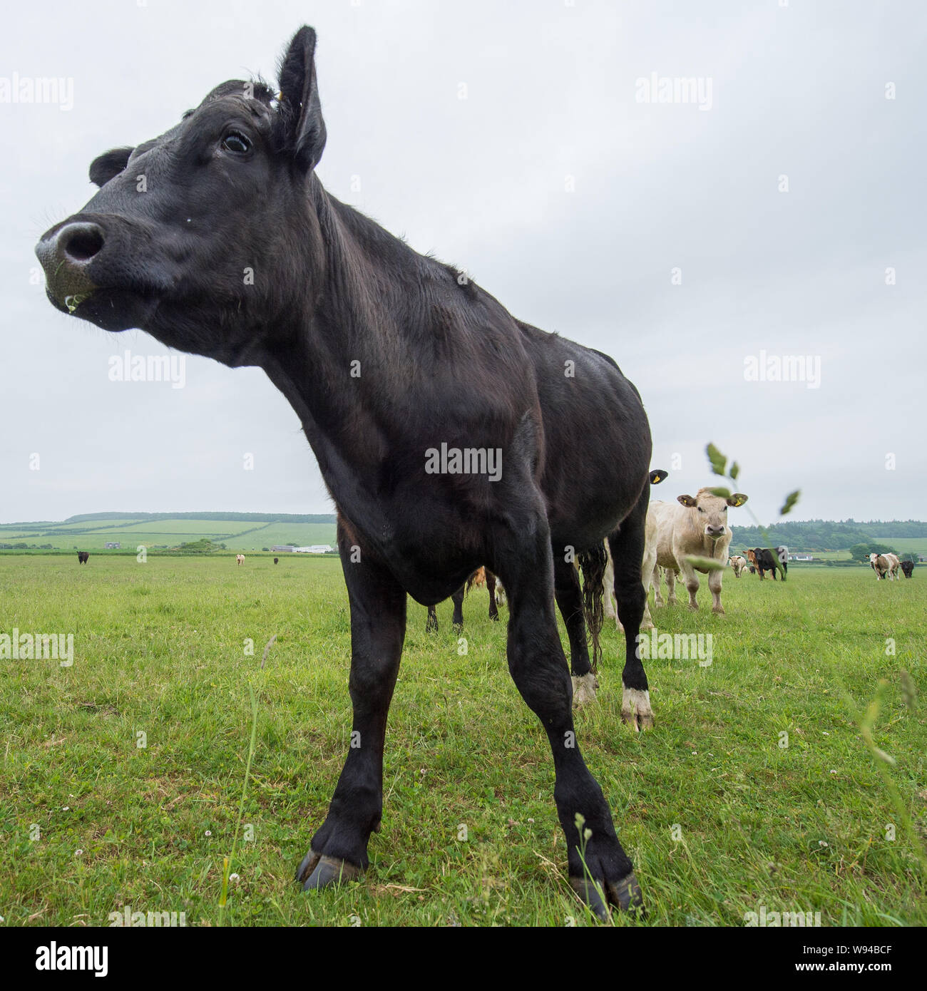 Cash Cows could herald a new industry. Credit: Colin Fisher/CDFIMAGES ...