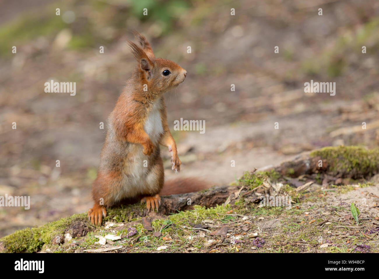 red squirrel native mammal rodent animal cute furry sciurus vulgaris ...