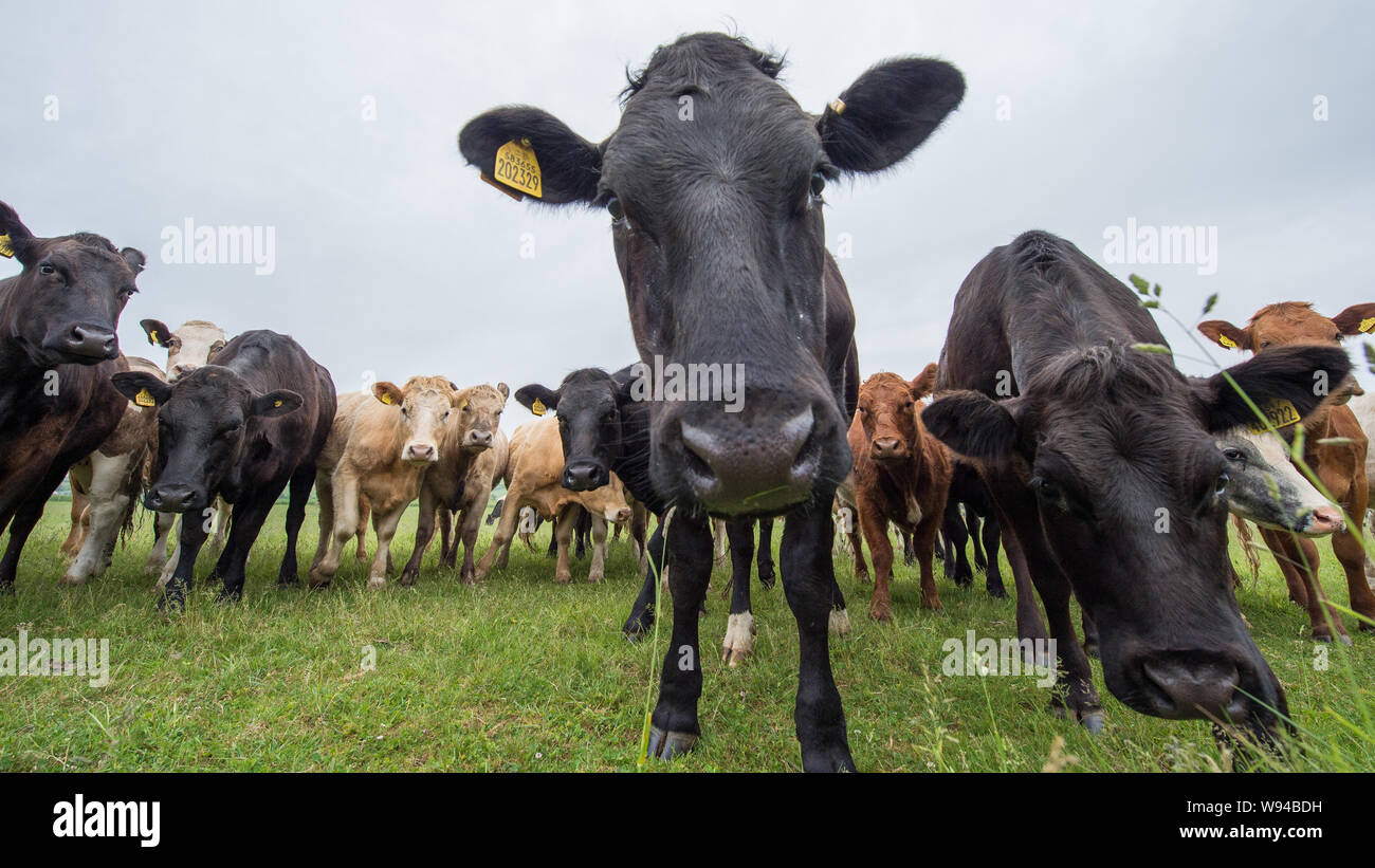 Cash Cows could herald a new industry. Credit: Colin Fisher/CDFIMAGES ...