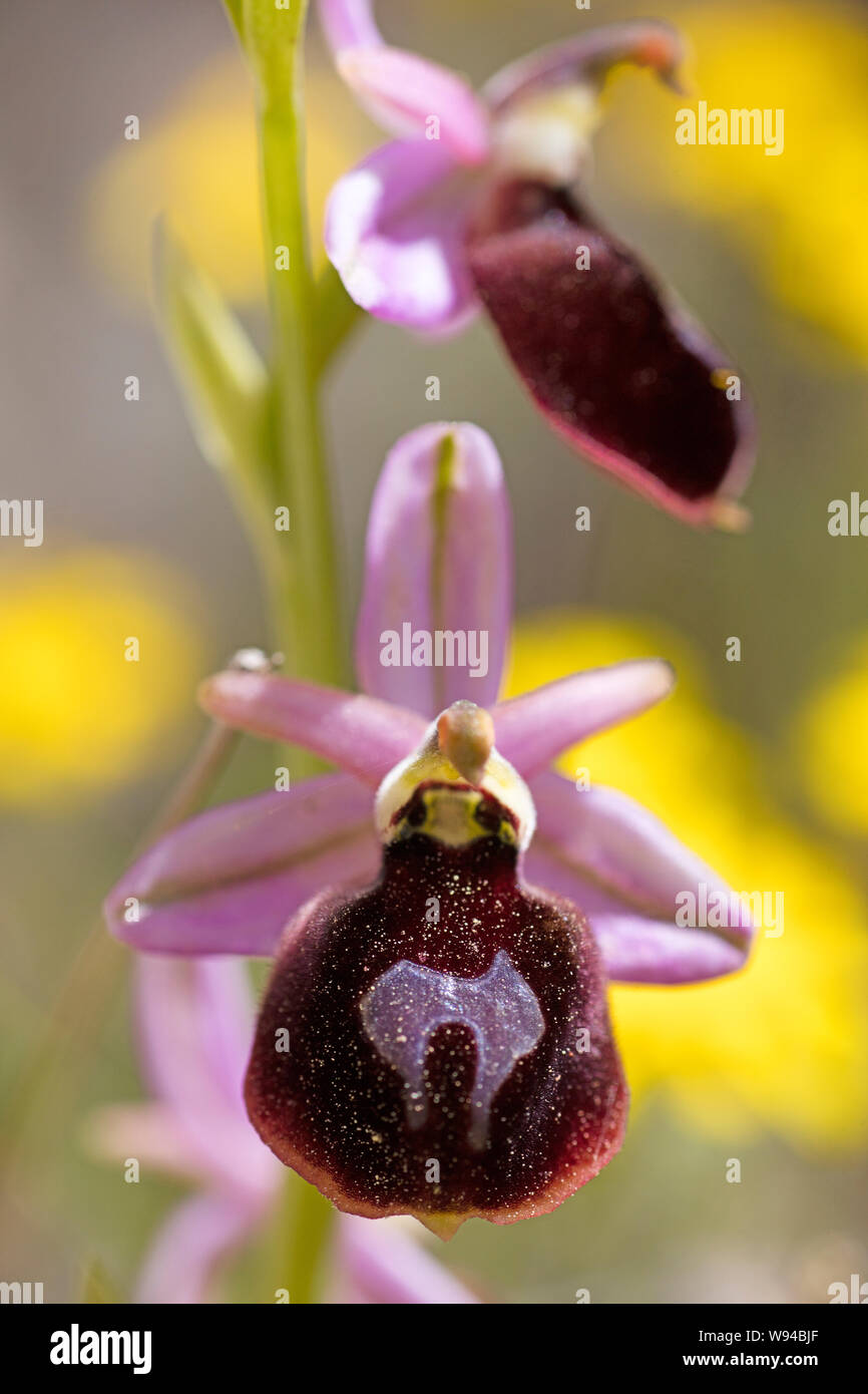 Wild flowers macro ophrys arachnitiformis orchidaceae fifty megapixels ...