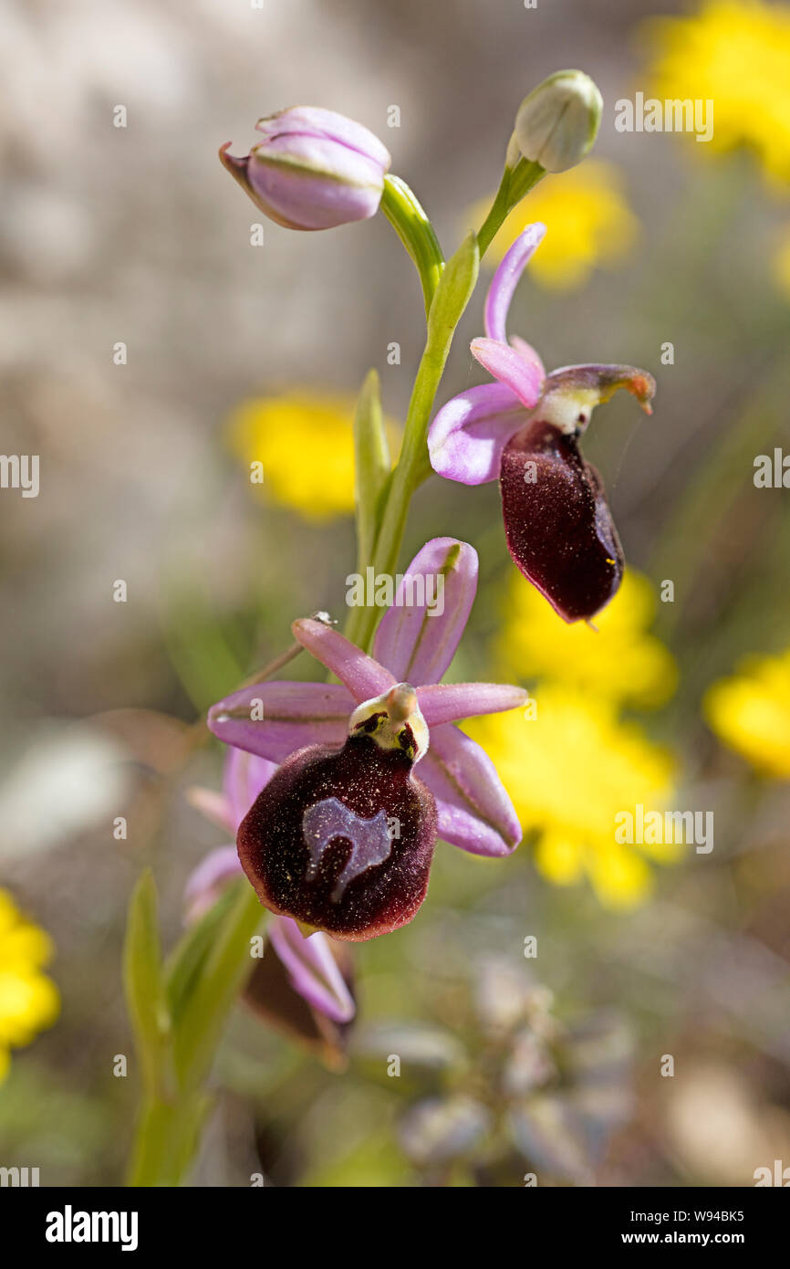 Wild flowers macro ophrys arachnitiformis orchidaceae fifty megapixels ...