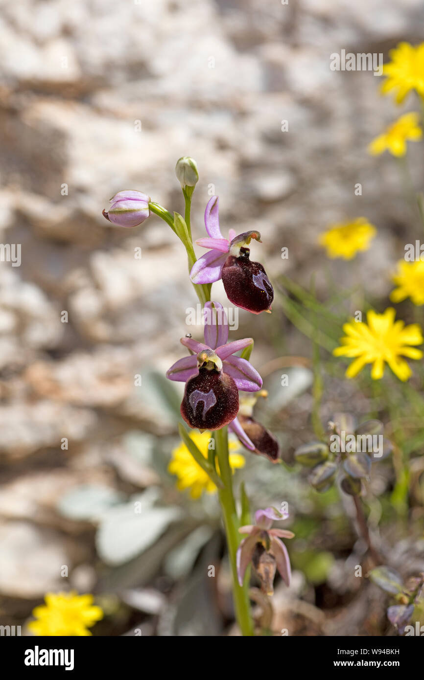 Wild flowers macro ophrys arachnitiformis orchidaceae fifty megapixels ...
