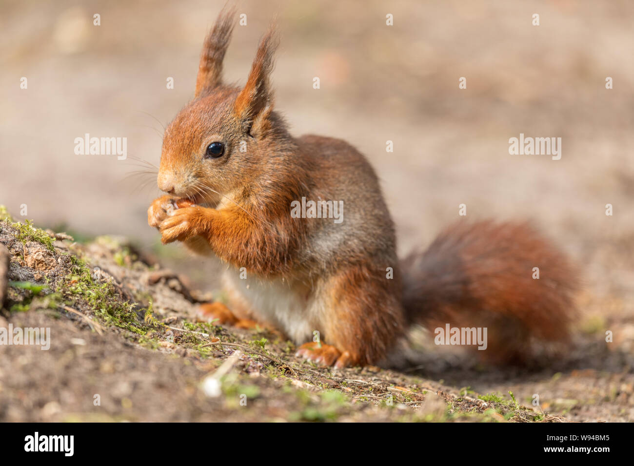 red squirrel native mammal rodent animal cute furry sciurus vulgaris ...