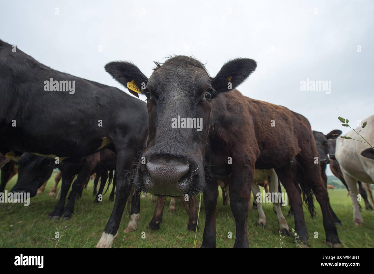 Cash Cows could herald a new industry. Credit: Colin Fisher/CDFIMAGES ...