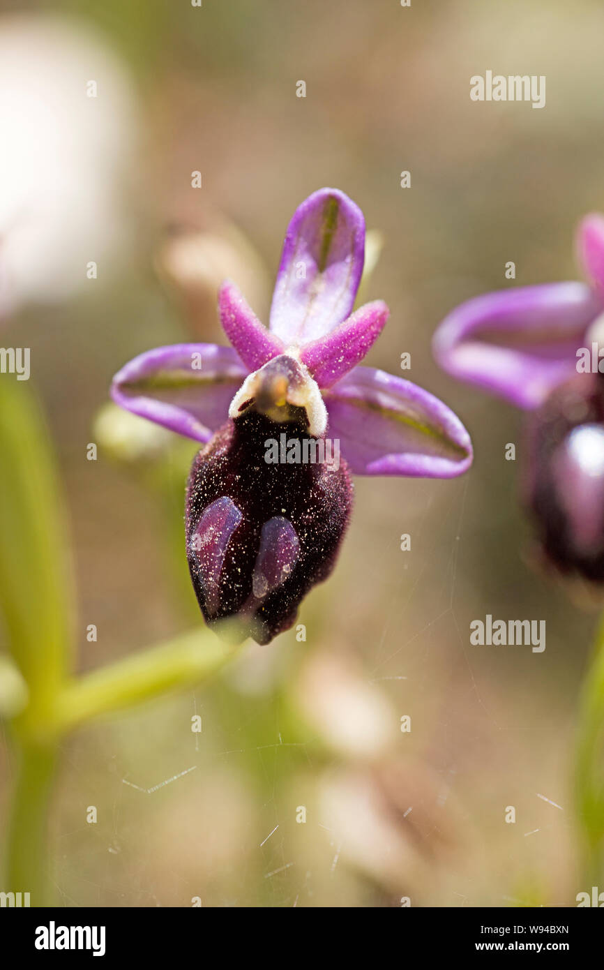 Wild flowers macro ophrys arachnitiformis orchidaceae fifty megapixels ...