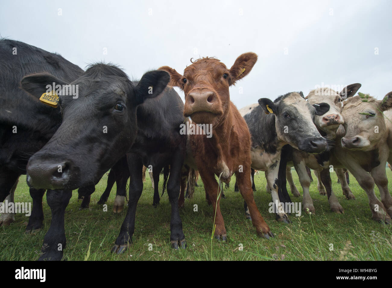 Cash Cows could herald a new industry. Credit: Colin Fisher/CDFIMAGES ...