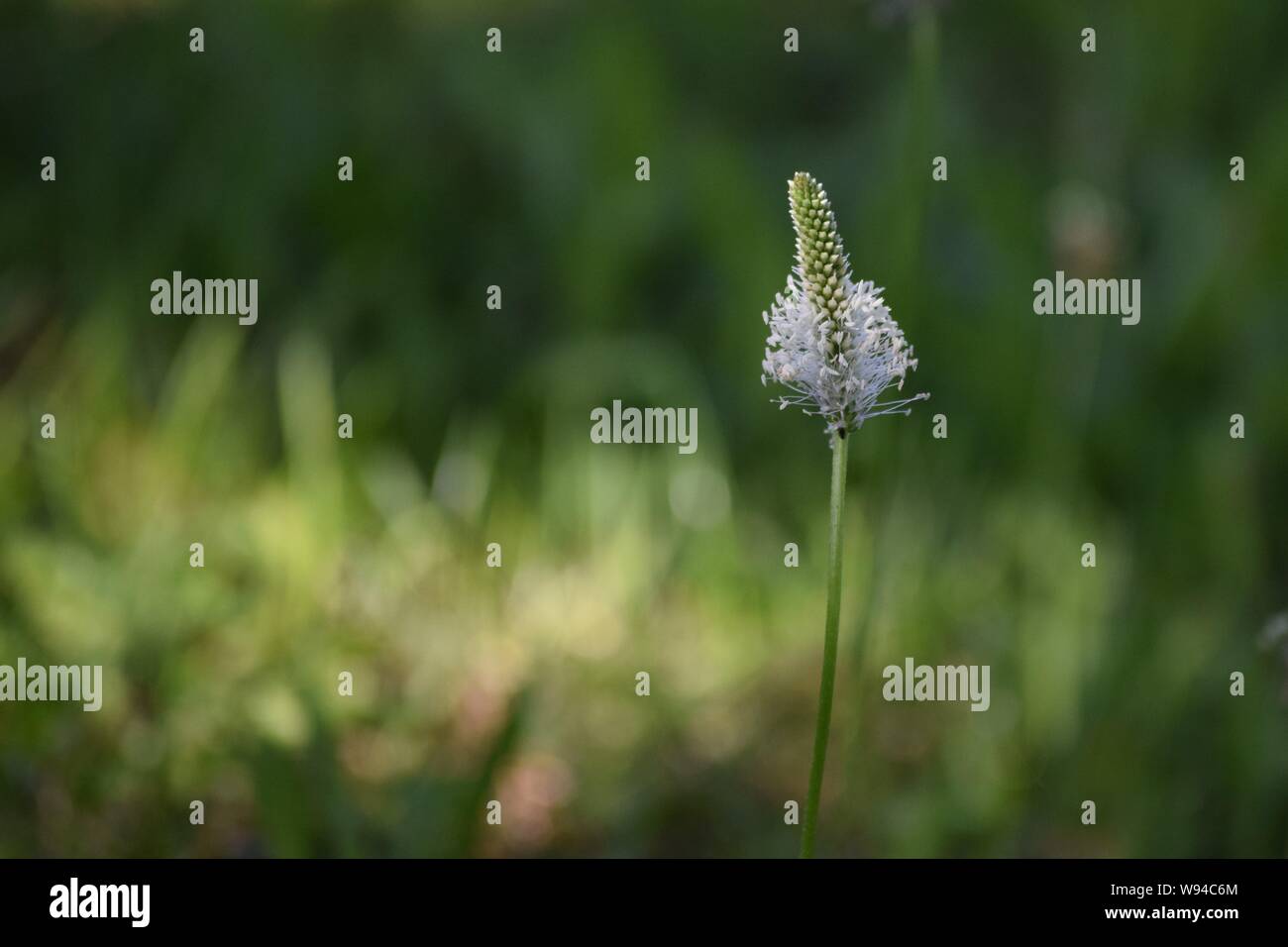 Rapeseed beetle hi-res stock photography and images - Alamy
