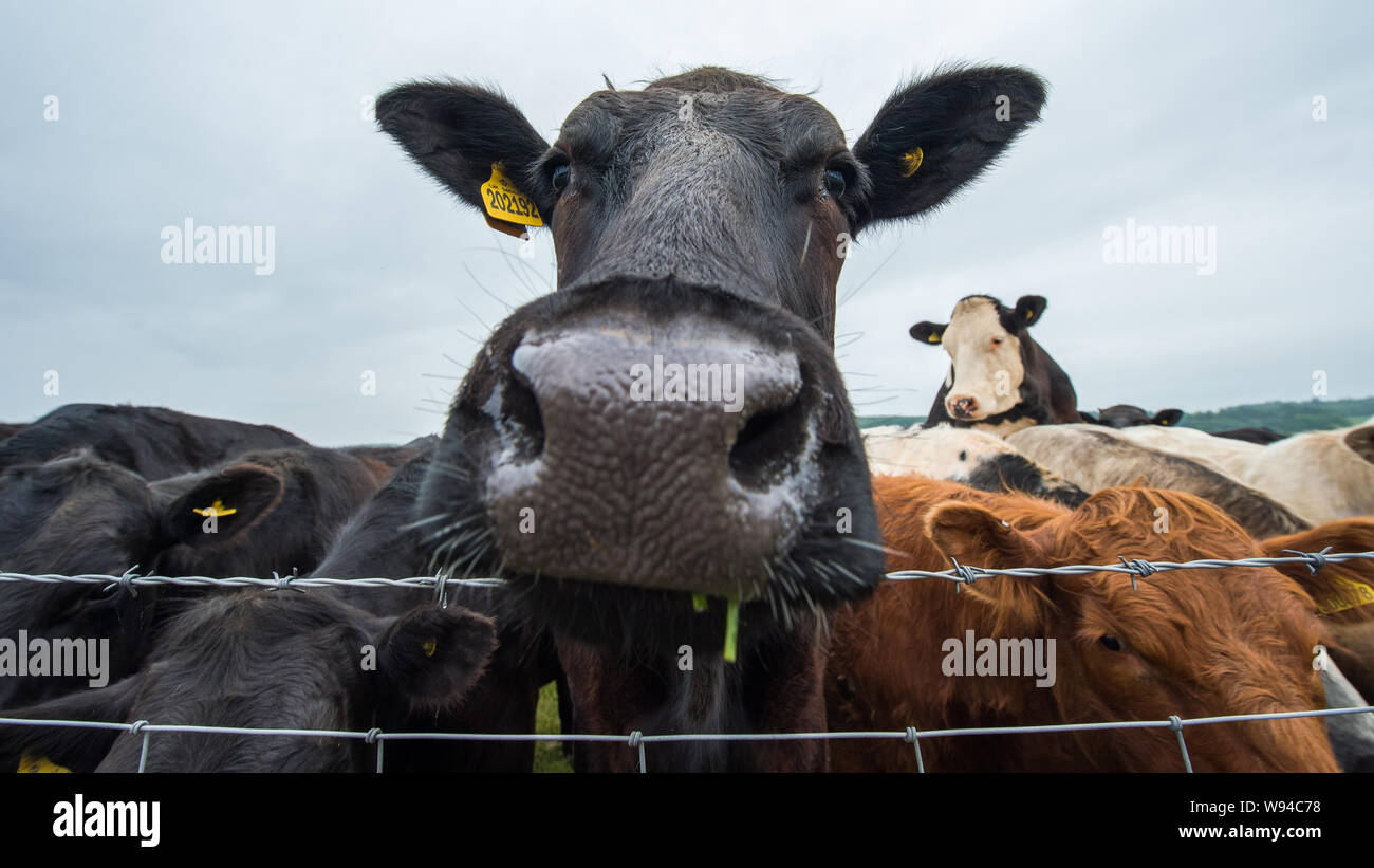 Cow mounting hi-res stock photography and images - Alamy