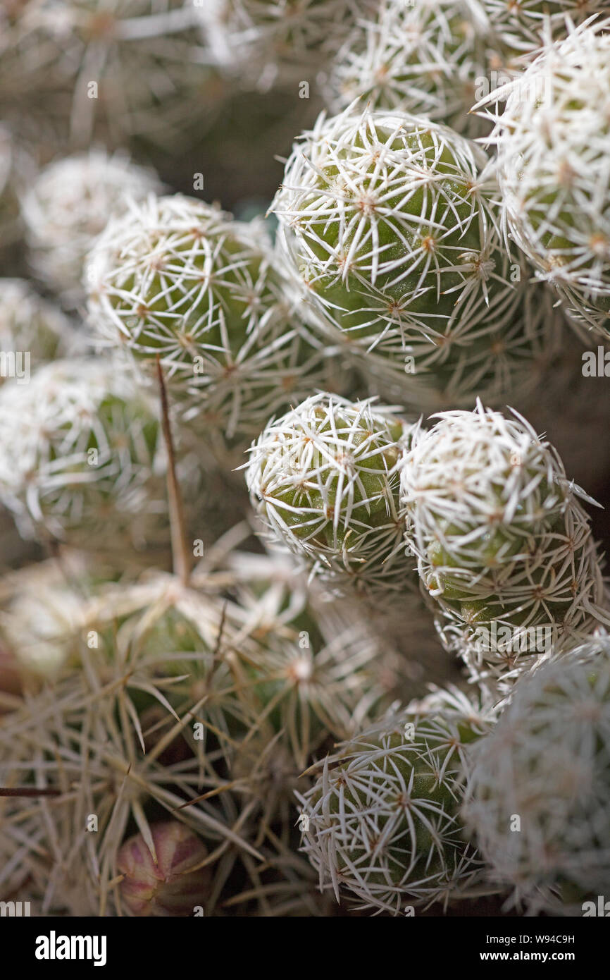 Wild cactus macro background fifty megapixels printables Stock Photo ...