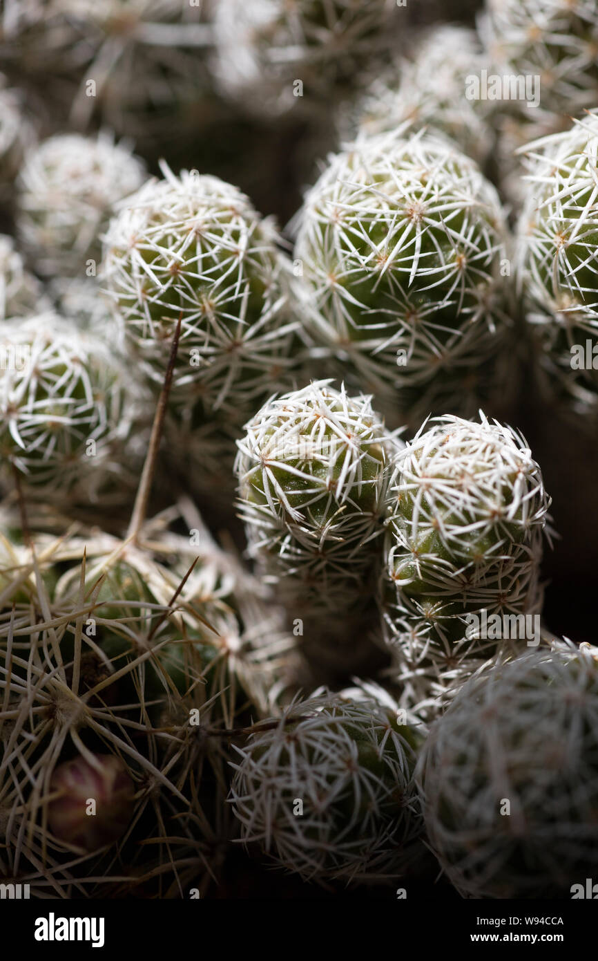 Wild cactus macro background fifty megapixels printables Stock Photo ...