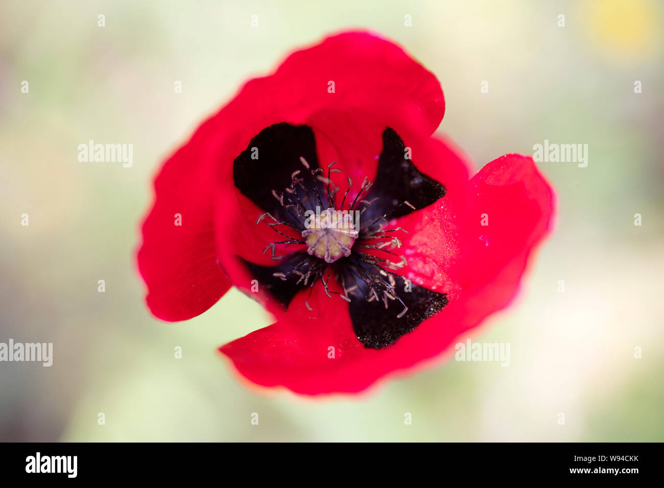 Wild red papaver rhoeas macro papaveraceae fifty megapixels printables ...