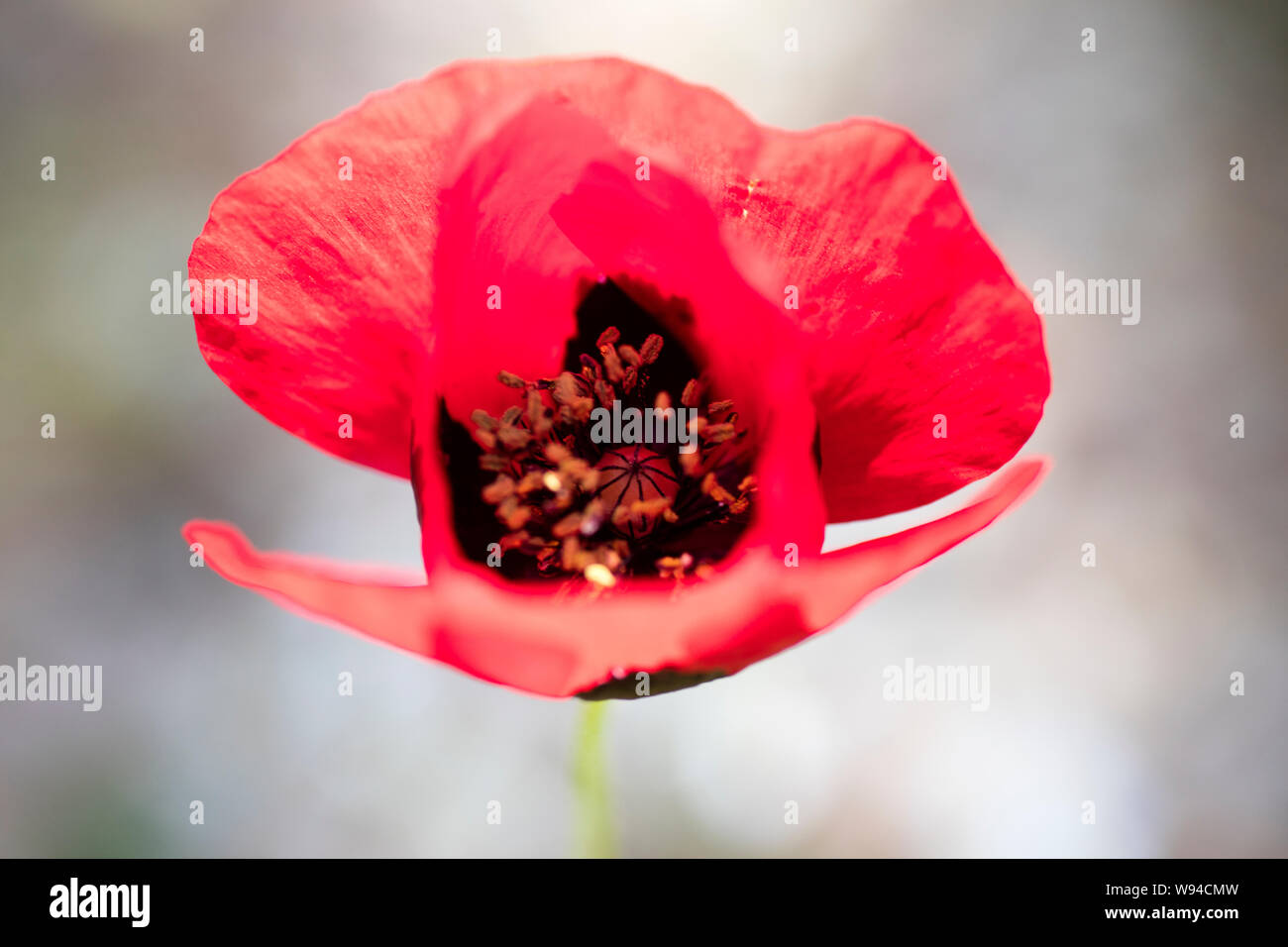 Wild red papaver rhoeas macro papaveraceae fifty megapixels printables ...