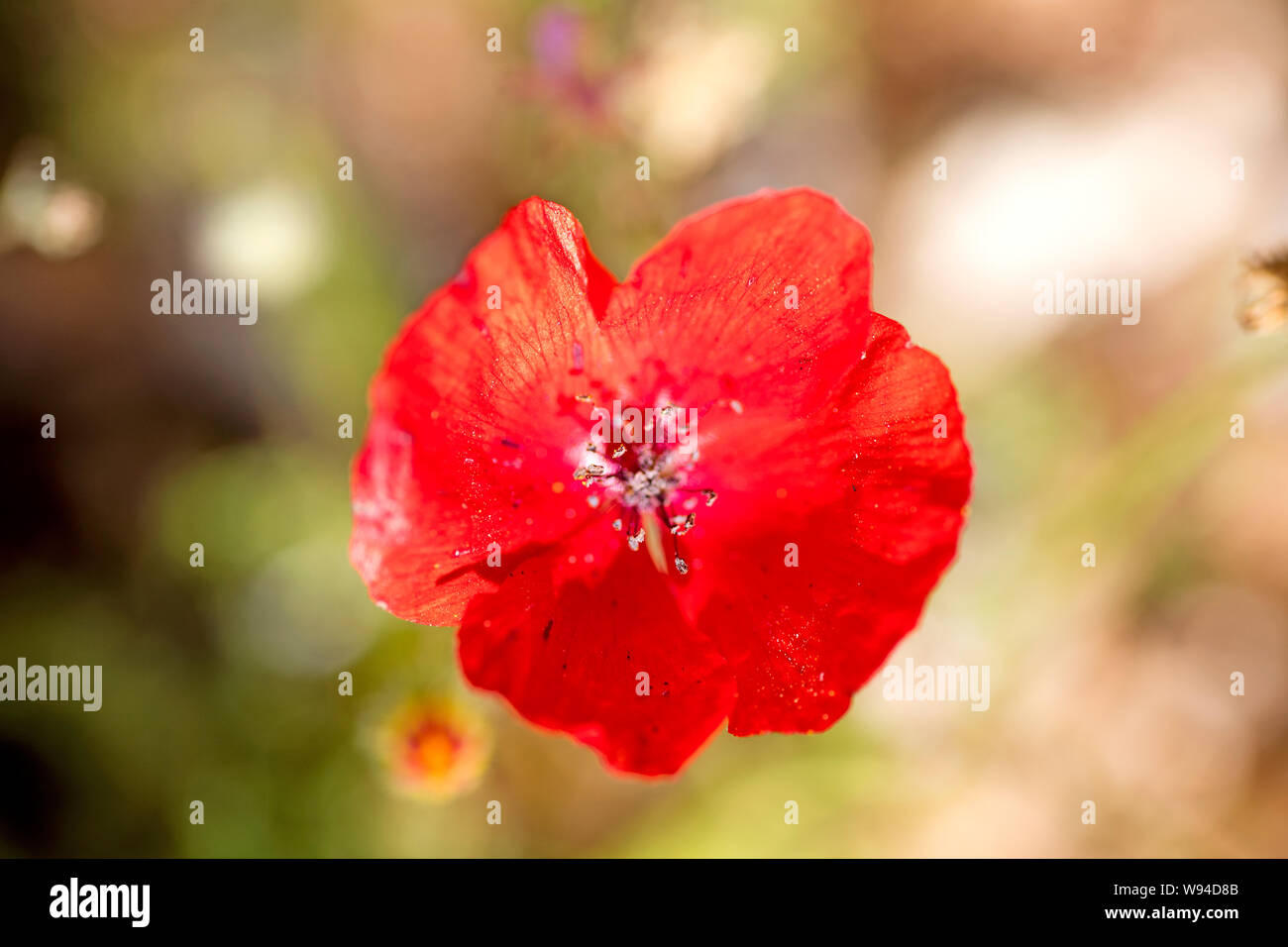Wild red papaver rhoeas macro papaveraceae fifty megapixels printables ...