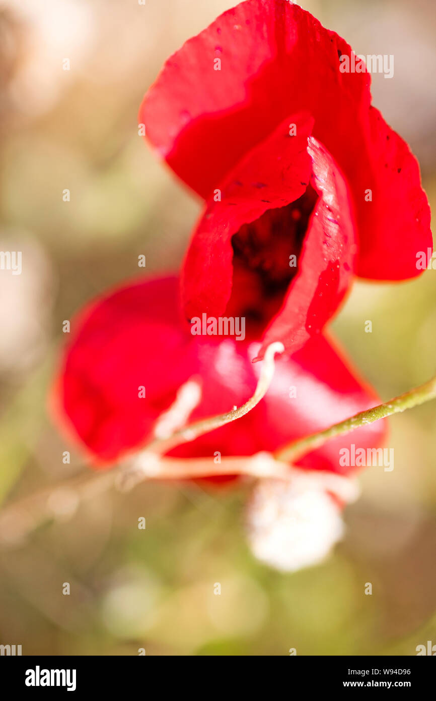Wild red papaver rhoeas macro papaveraceae fifty megapixels printables ...