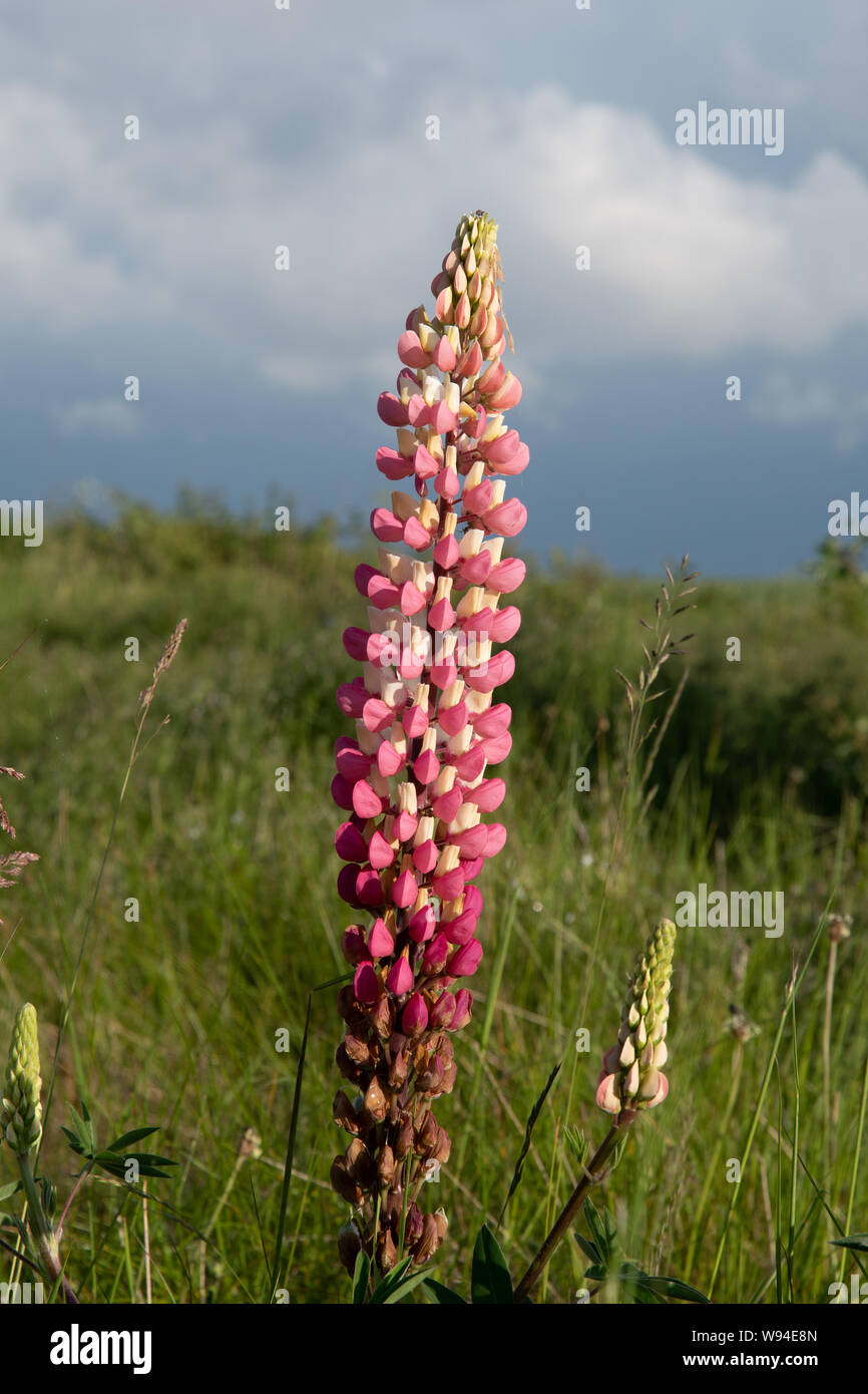 Summer Lupins (Lupinus sp) in a field near Shenington, Oxfordshire, UK ...