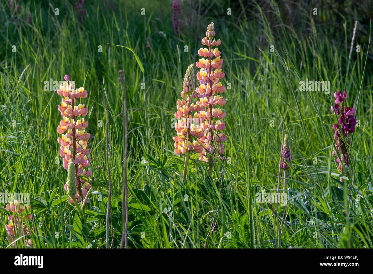 Summer Lupins (Lupinus sp) in a field near Shenington, Oxfordshire, UK ...