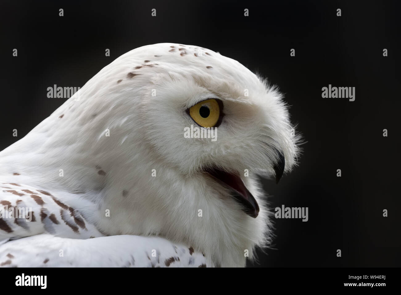 Snowy owl face hi-res stock photography and images - Alamy